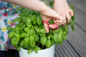 Health Benefits of Basil