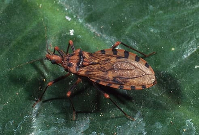 Bugs That Burrow Under Skin