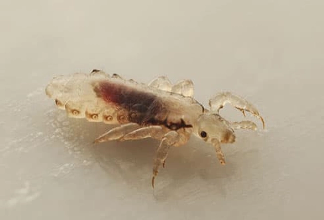Bugs That Burrow Under Skin