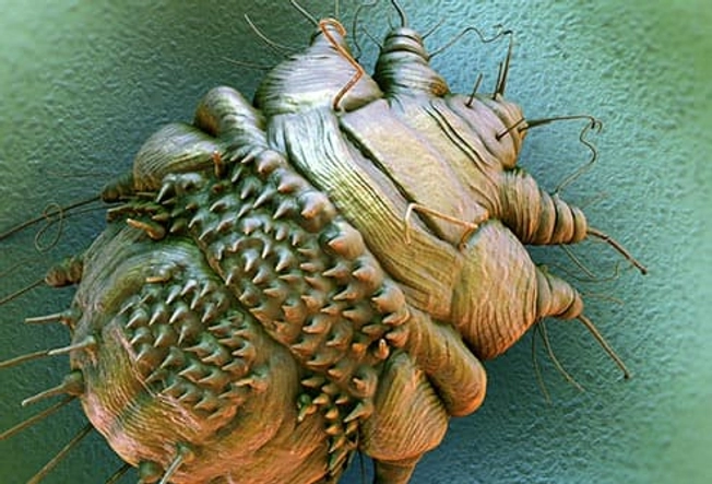 Bugs That Burrow Under Skin