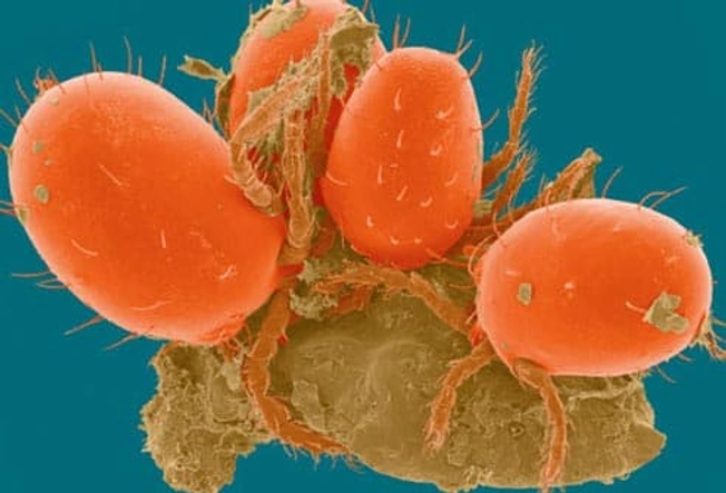 Bugs That Burrow Under Skin