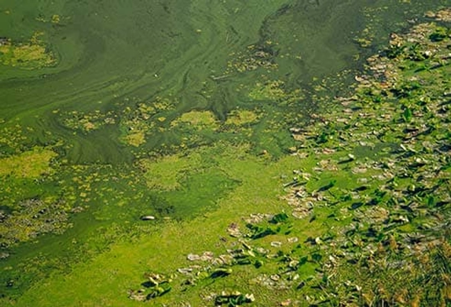 Can Your Swimming Spot Make You Sick?