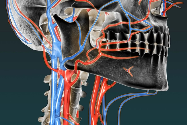 Where Stones Can Form in Your Body