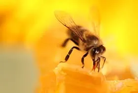 Allergy-Triggering Bugs